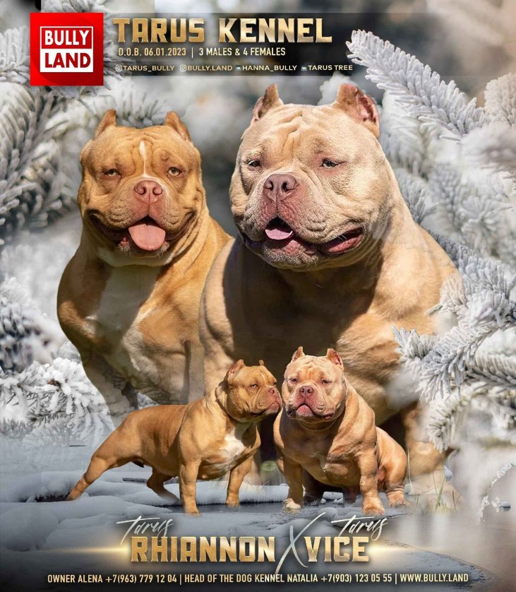 Американский Булли - Щенки